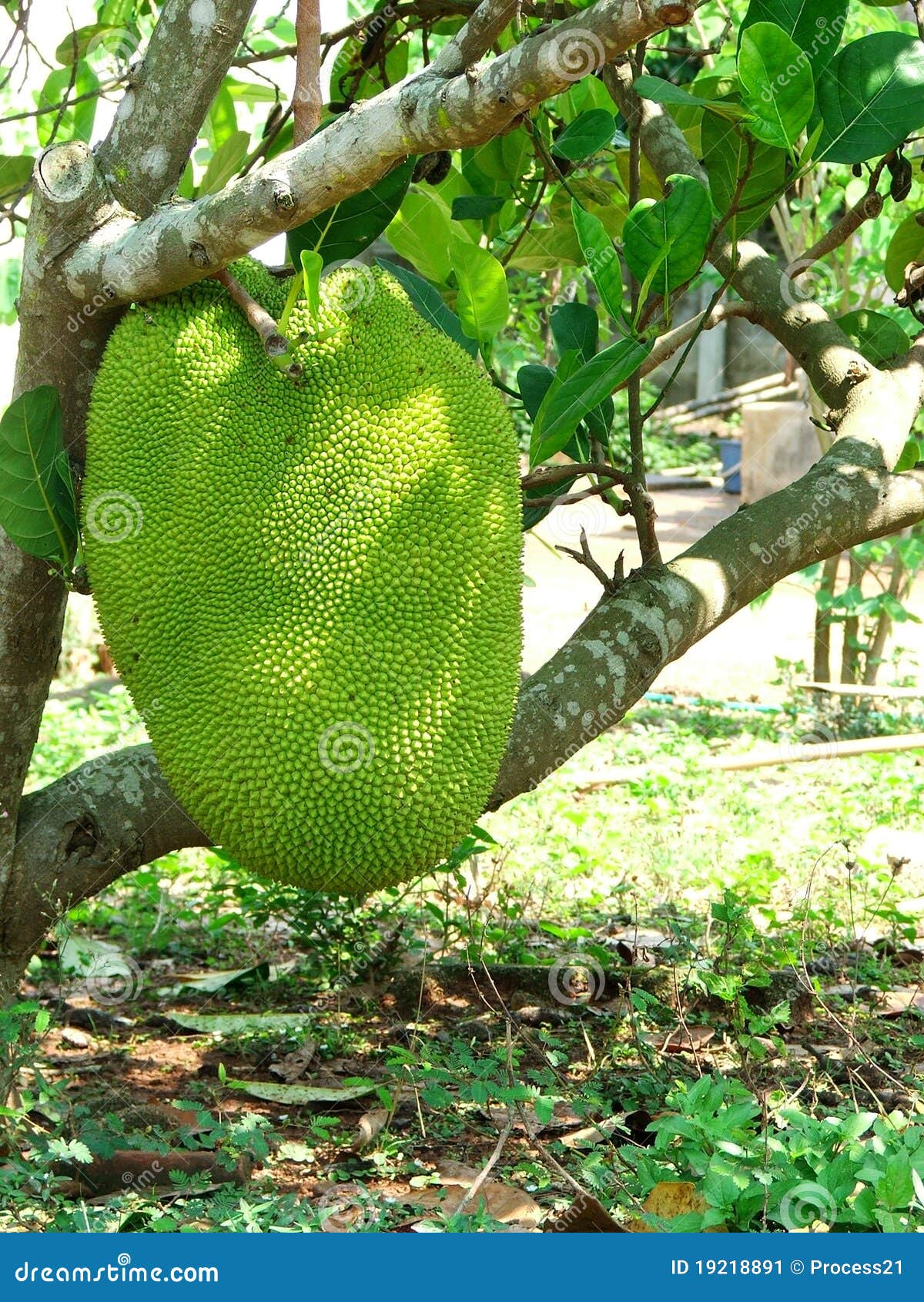 Big Jackfruit Tree stock image. Image of sharp, stem - 19218891