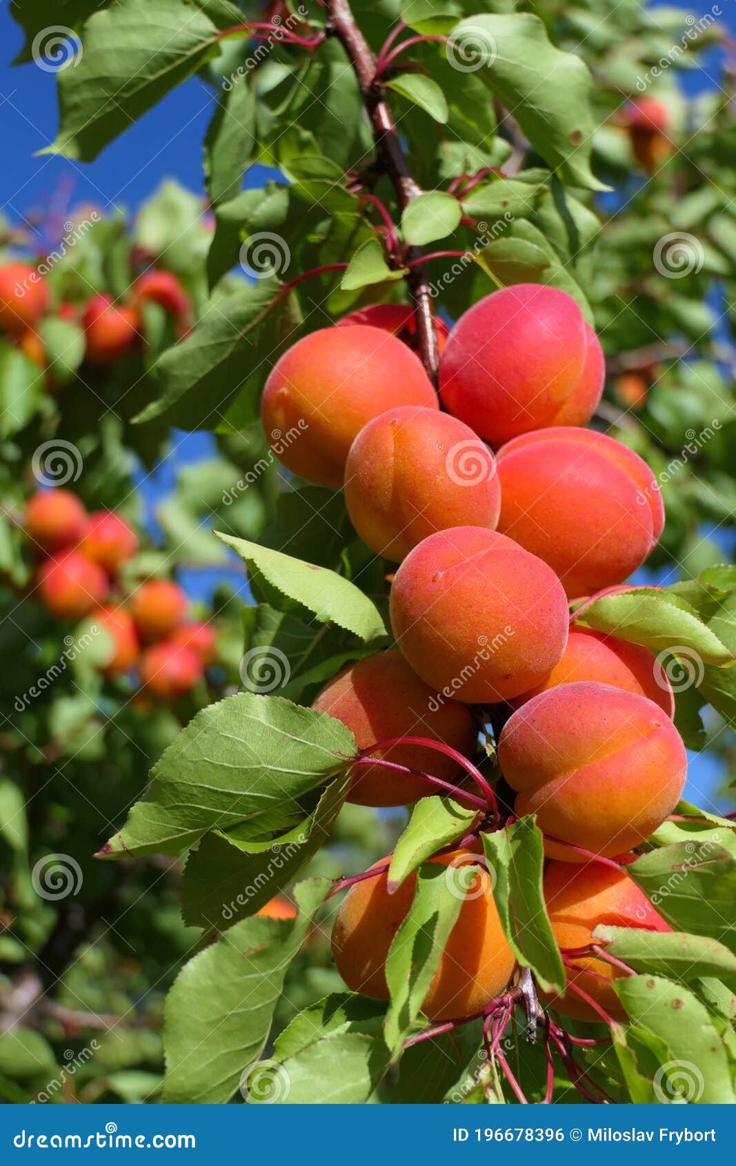 Big Juicy Apricots on the Trees Stock Photo - Image of fruit, orchard ...