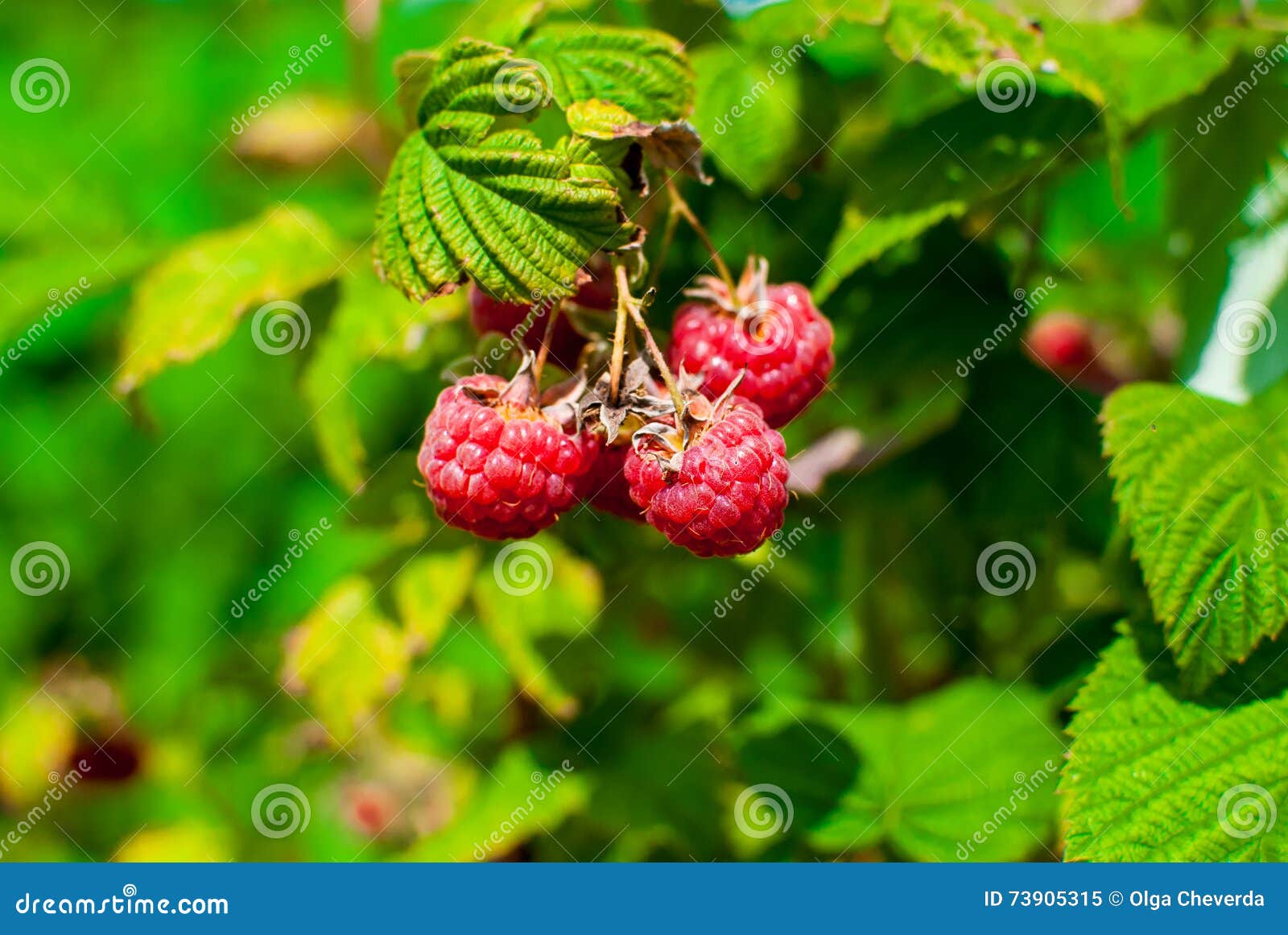 Big juicy raspberries stock image. Image of cooking, garden - 73905315