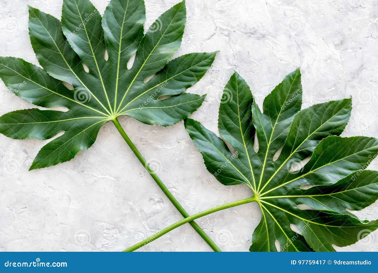 Big Jungle Leaves on Light Grey Background Top View Stock Image - Image ...