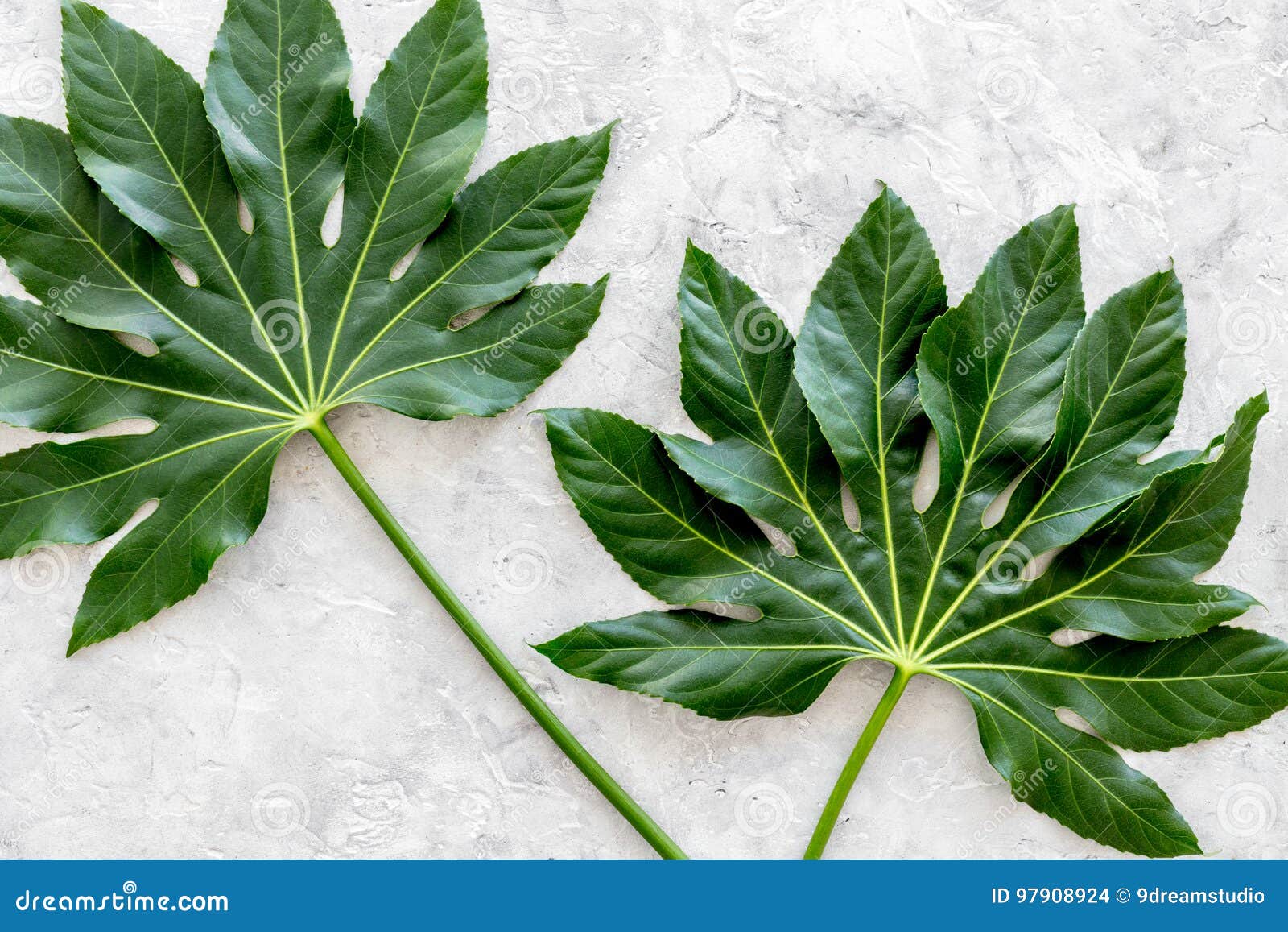 Big Jungle Leaves on Light Grey Background Top View Stock Photo - Image ...