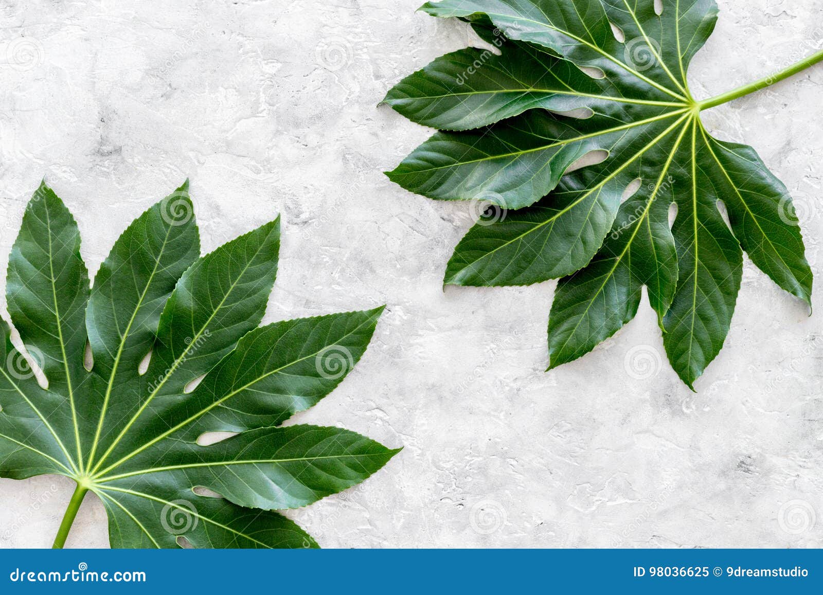 Big Jungle Leaves on Light Grey Background Top View Stock Image - Image ...