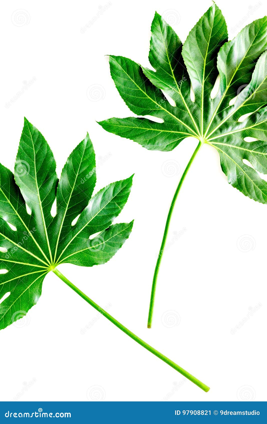 Big Jungle Leaves on White Background Top View Stock Image - Image of ...