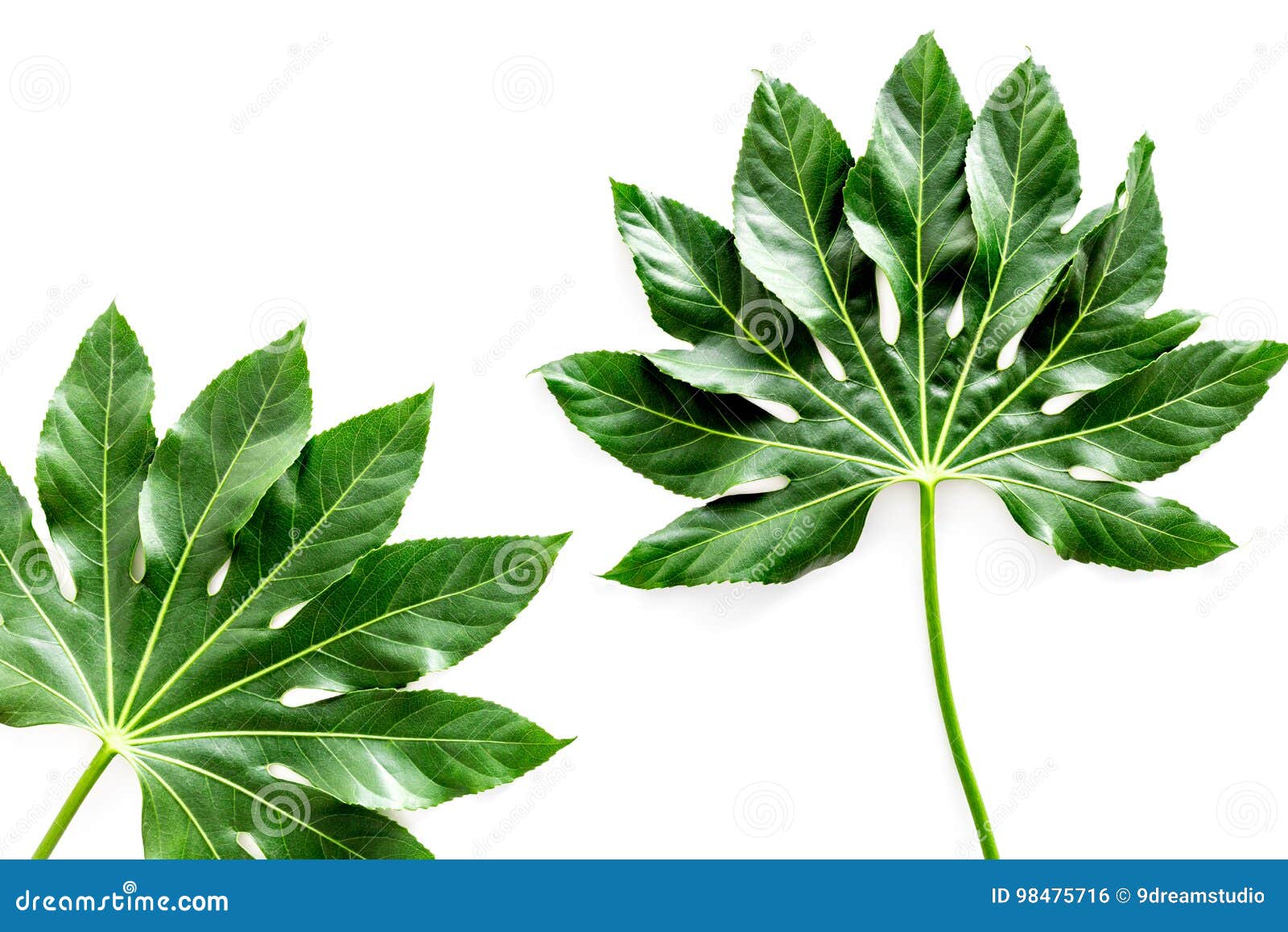 Big Jungle Leaves on White Background Top View Stock Photo - Image of ...