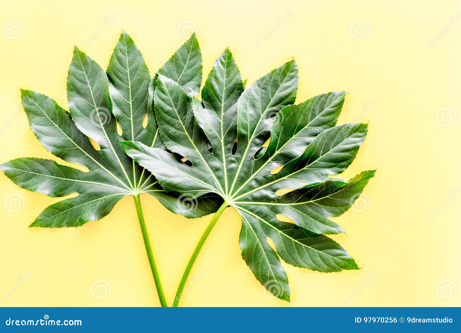 Big Jungle Leaves on Yellow Background Top View Stock Photo - Image of ...