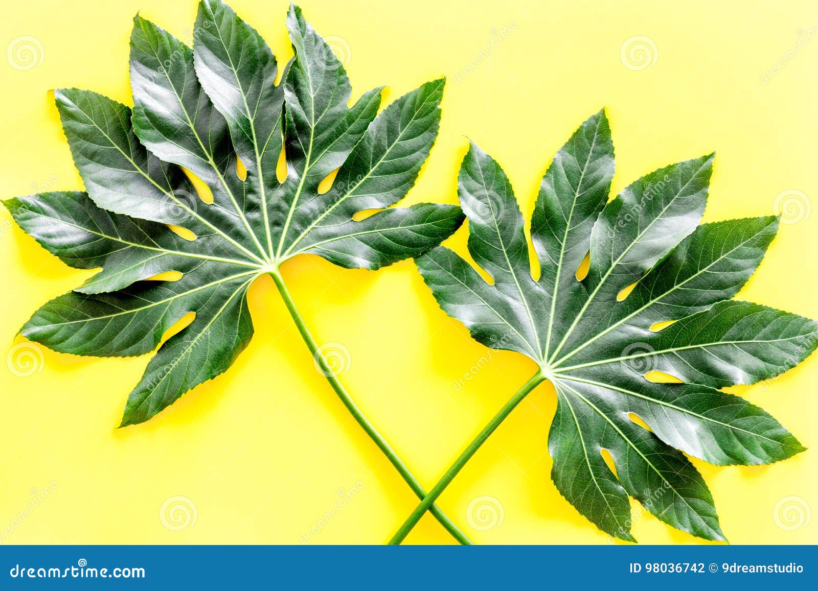 Big Jungle Leaves on Yellow Background Top View Stock Photo - Image of ...