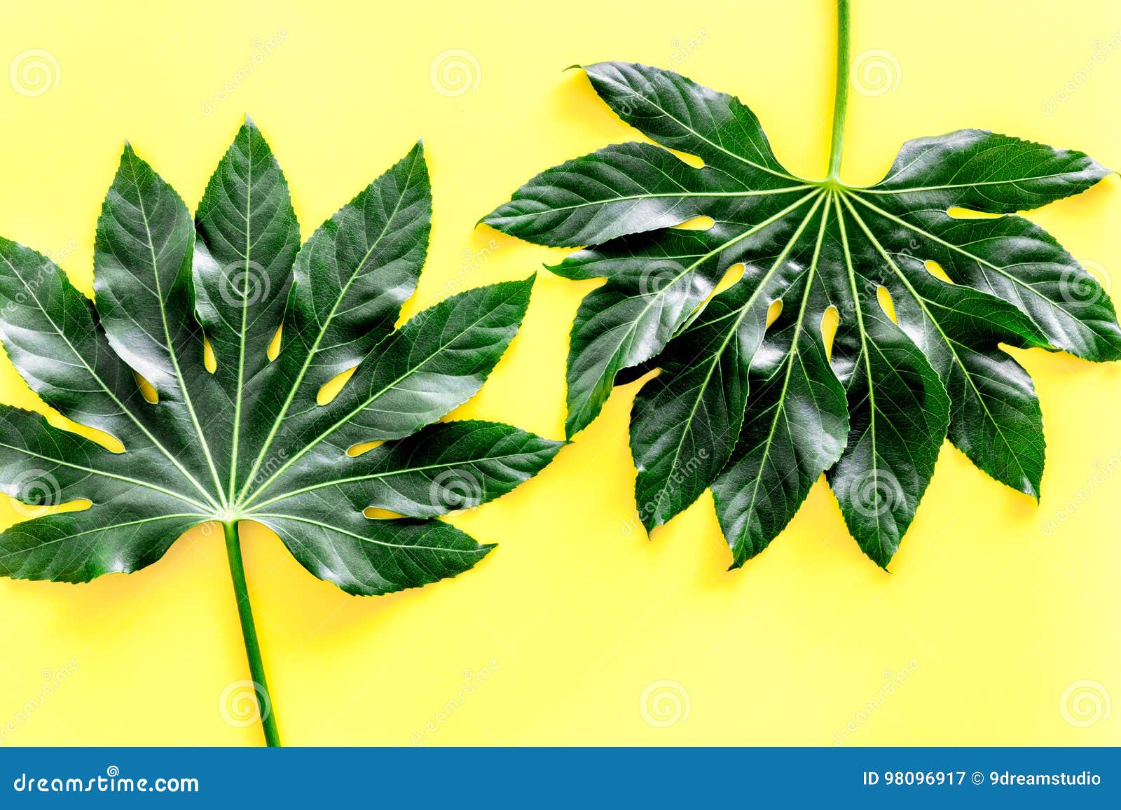 Big Jungle Leaves on Yellow Background Top View Stock Image - Image of ...