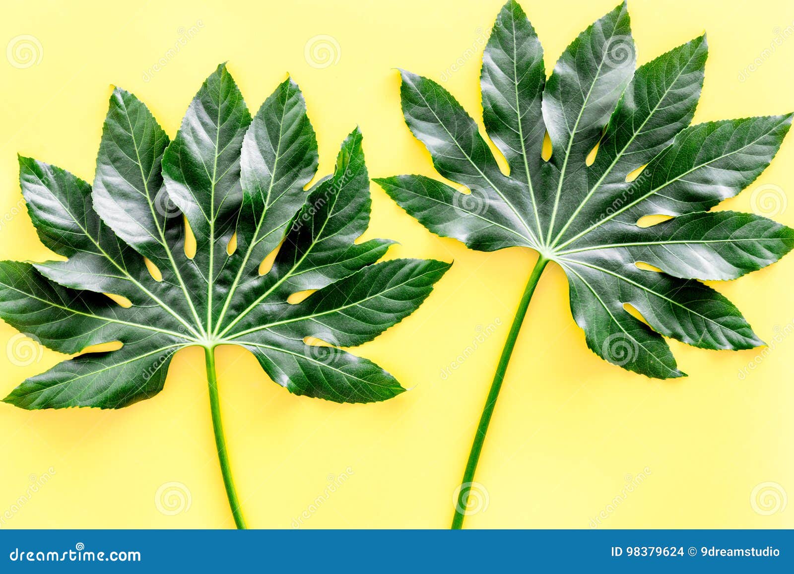 Big Jungle Leaves on Yellow Background Top View Stock Photo - Image of ...
