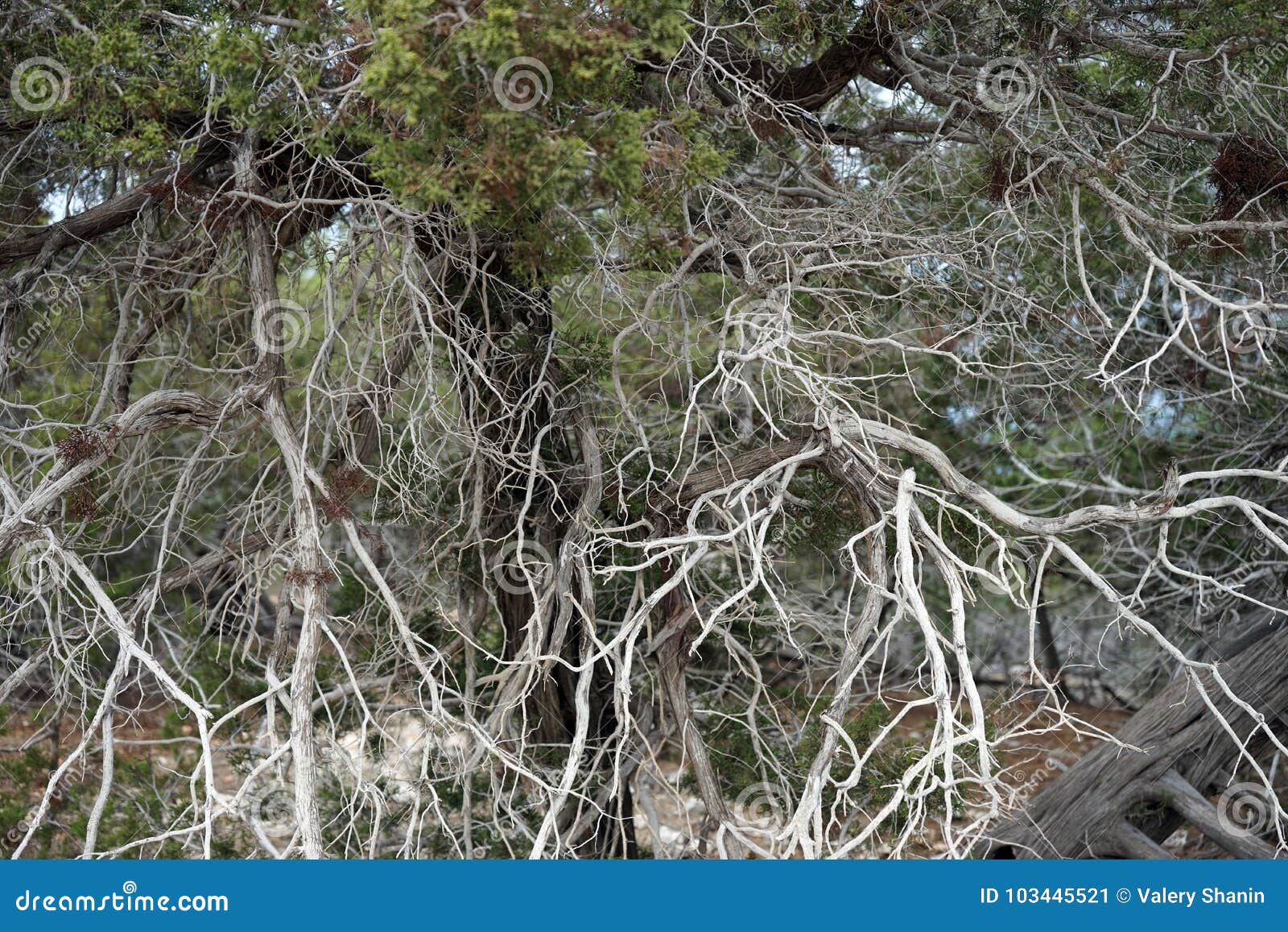 Big juniper tree stock image. Image of branch, akamas - 103445521