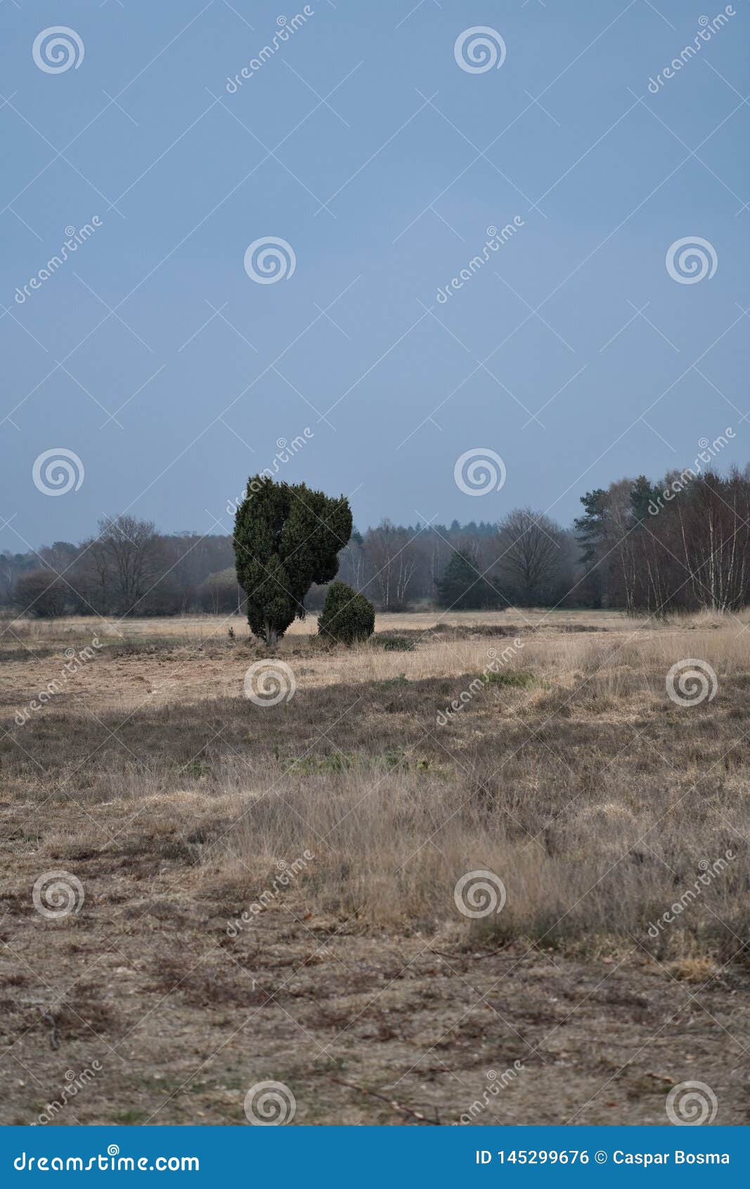 A Big Juniper-tree is Standing Alone on a Moor Stock Photo - Image of ...