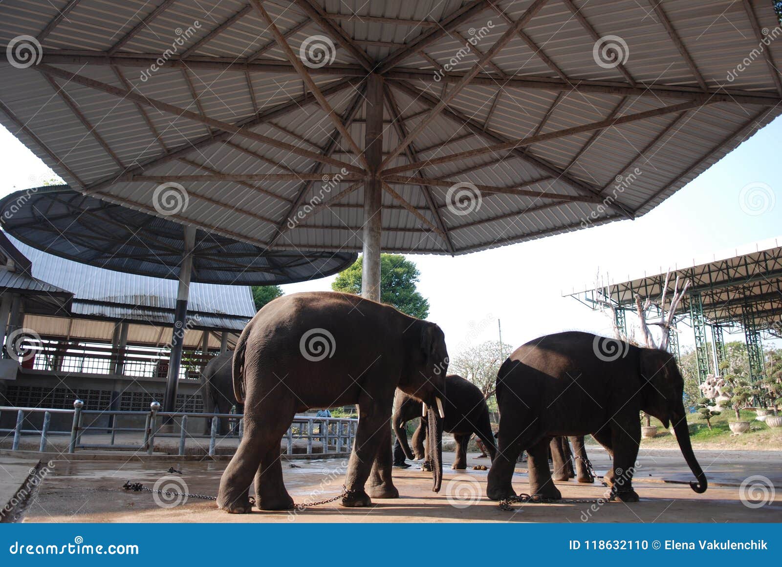 Big Elephant at Farm in Thailand Stock Photo - Image of plant, garden ...