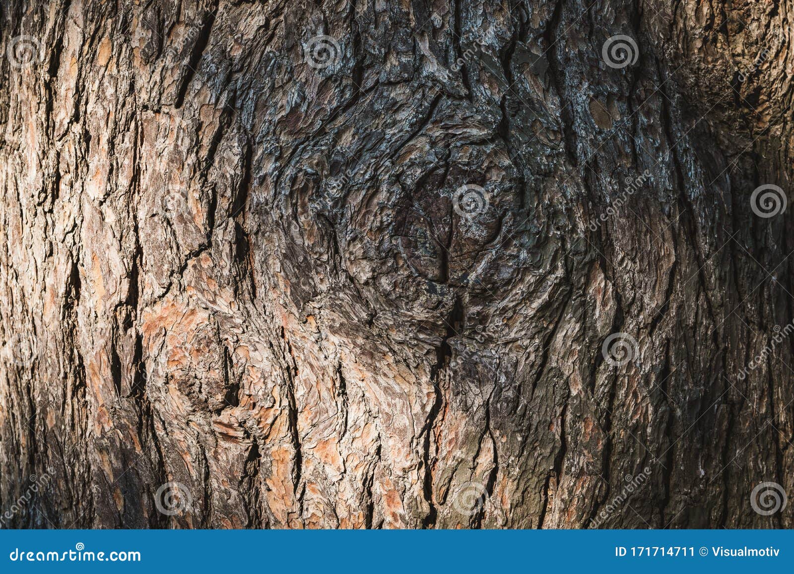 Big Knot in the Bark of a Pine Tree Stock Image - Image of outdoors ...