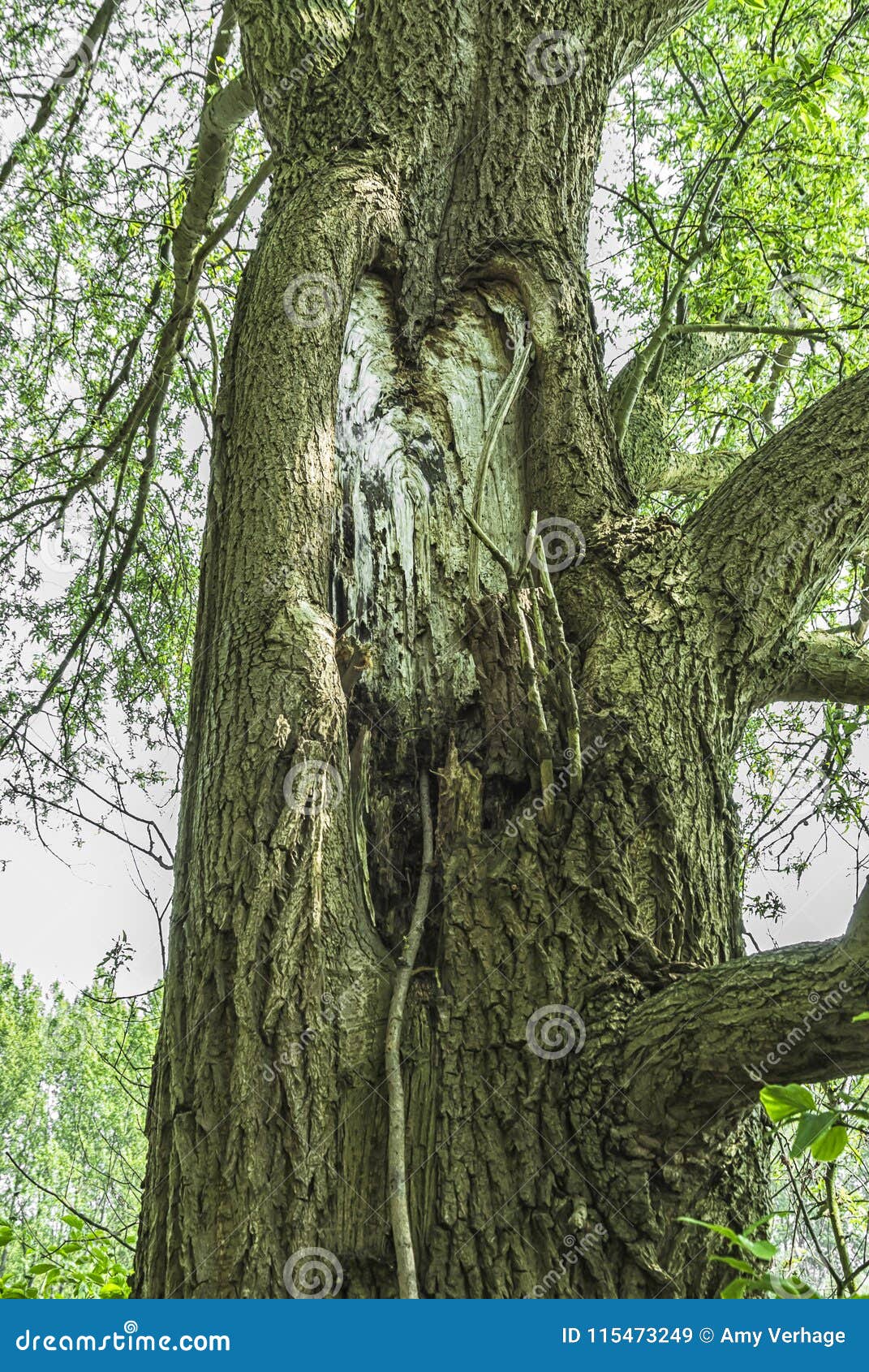 Big knot in a tree stock image. Image of green, outdoor - 115473249