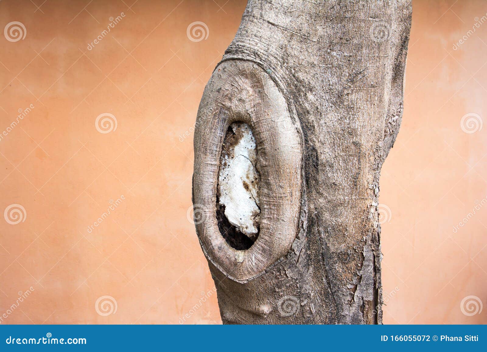 Big Knot on Tree with Concrete Wall Background. Big Gnarl on Tree Bark ...