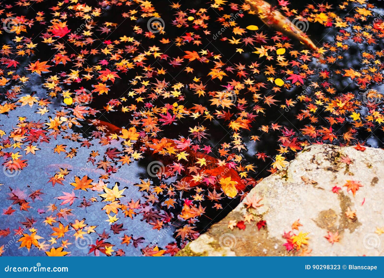 Big Koi Fish with Autumn Red Maple Leaf Stock Image - Image of changing ...