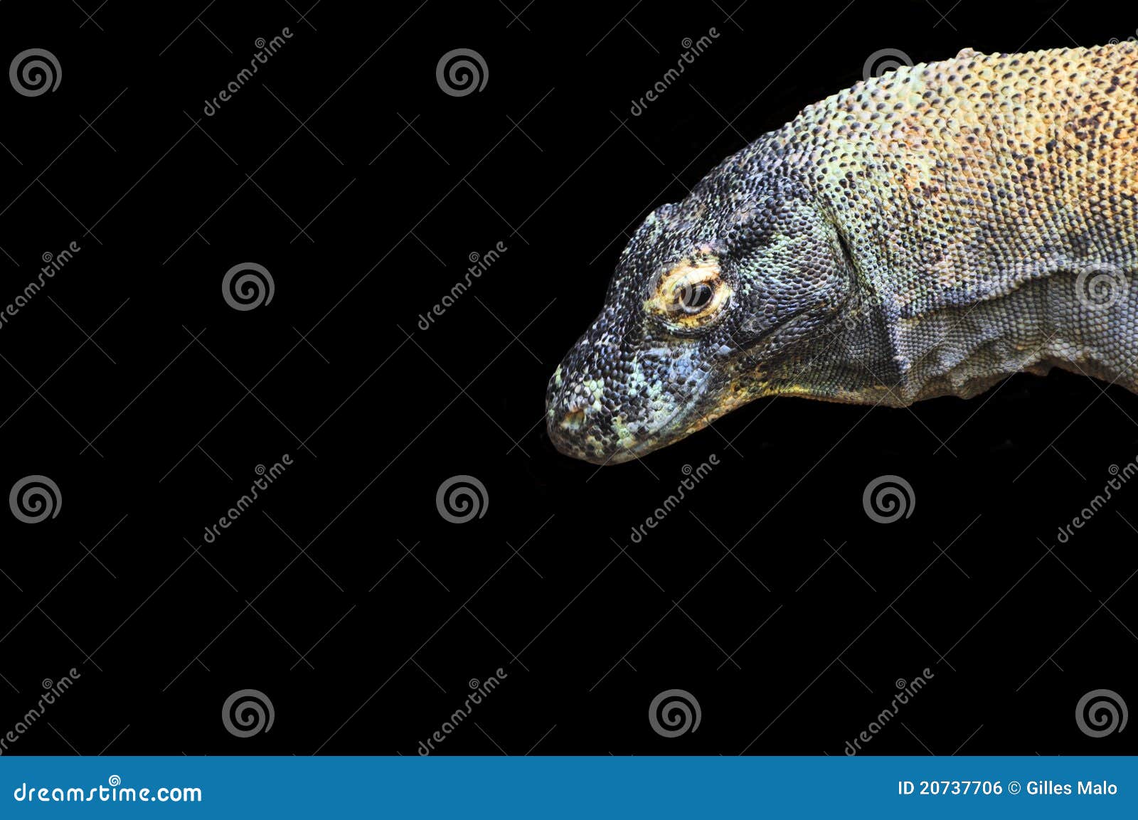 A Fearsome Dragon With Teeth. Golden Dragon With Teeth And Open Mouth ...