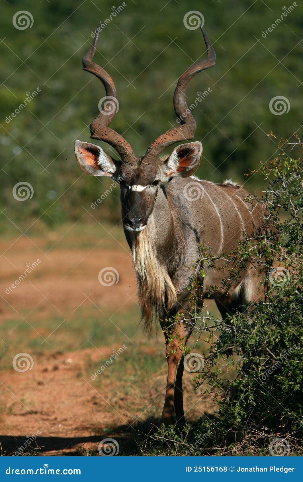 Big Kudu Bull stock photo. Image of portrait, cape, bush - 25156168