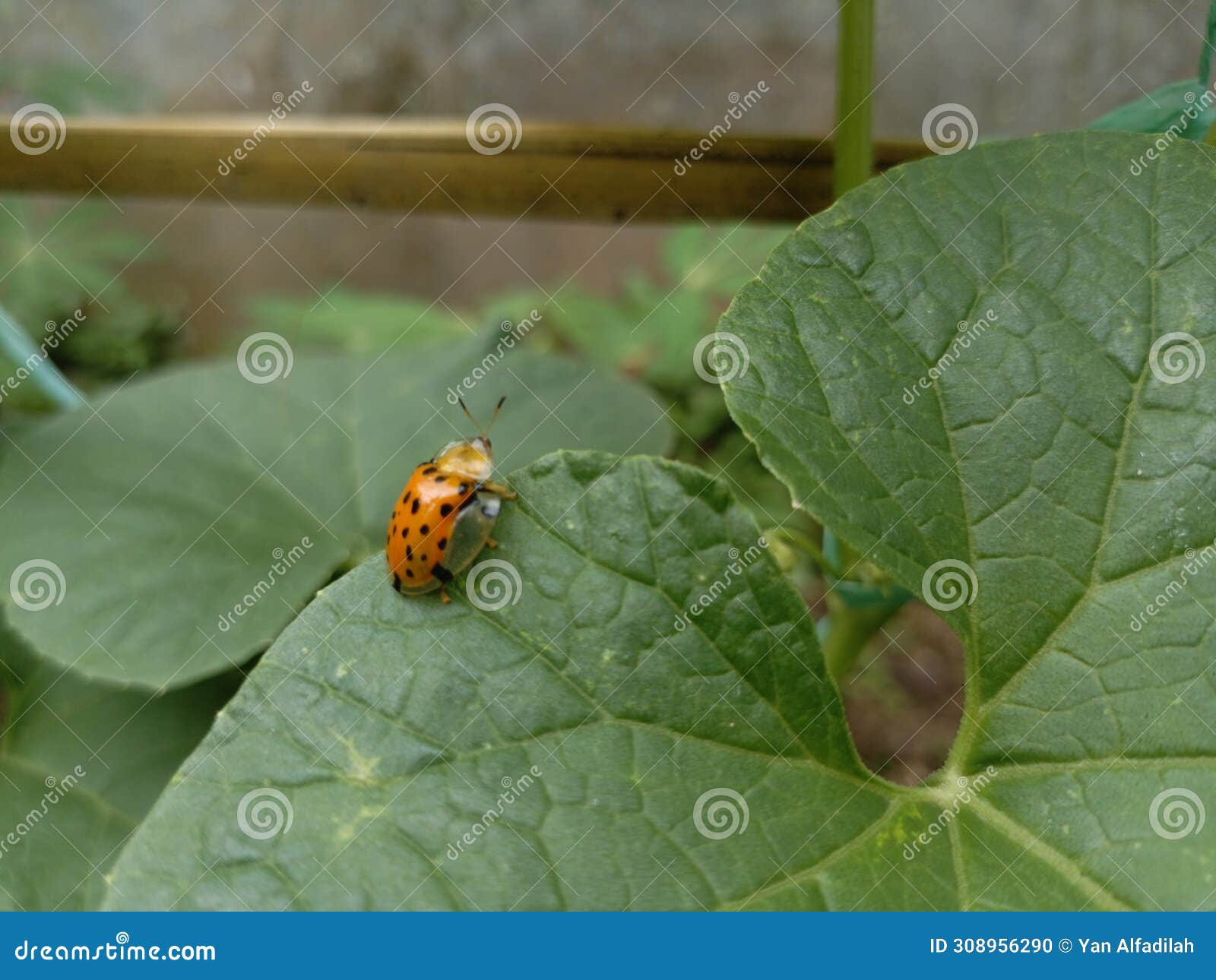 Big Ladybug Queen Orange Insect Stock Photo - Image of pestisida, wild ...