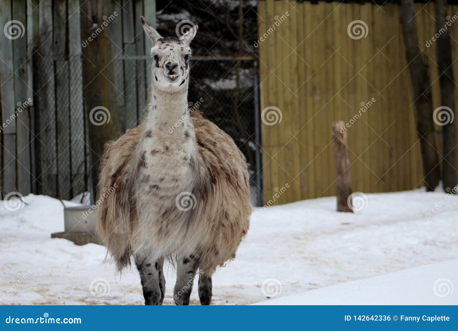 Big Lama in snow day stock photo. Image of mammal, cute - 142642336