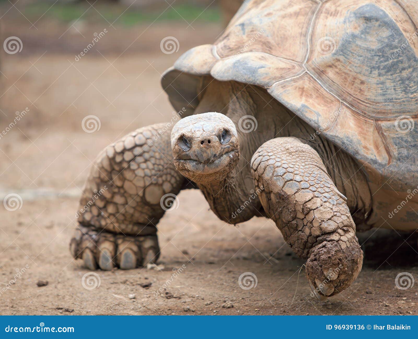 Big land tortoise stock photo. Image of wrinkled, tortoise - 96939136