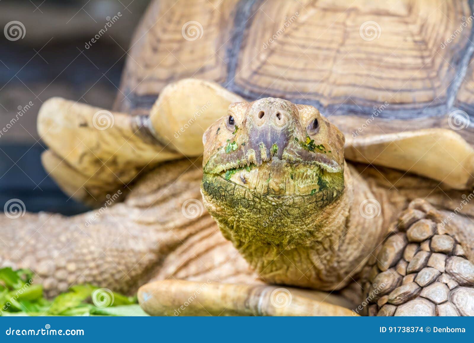 An big land turtle stock photo. Image of long, nature - 91738374