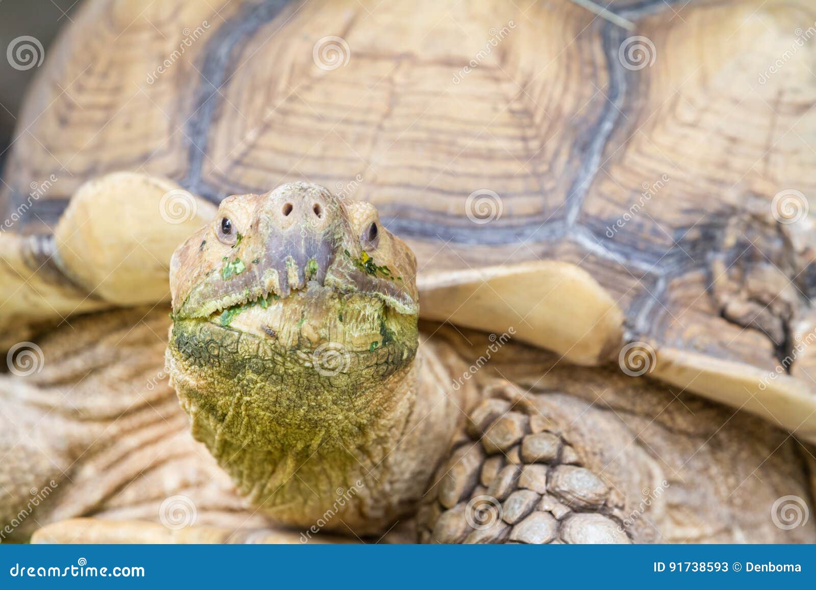 An big land turtle stock image. Image of galapagos, large - 91738593