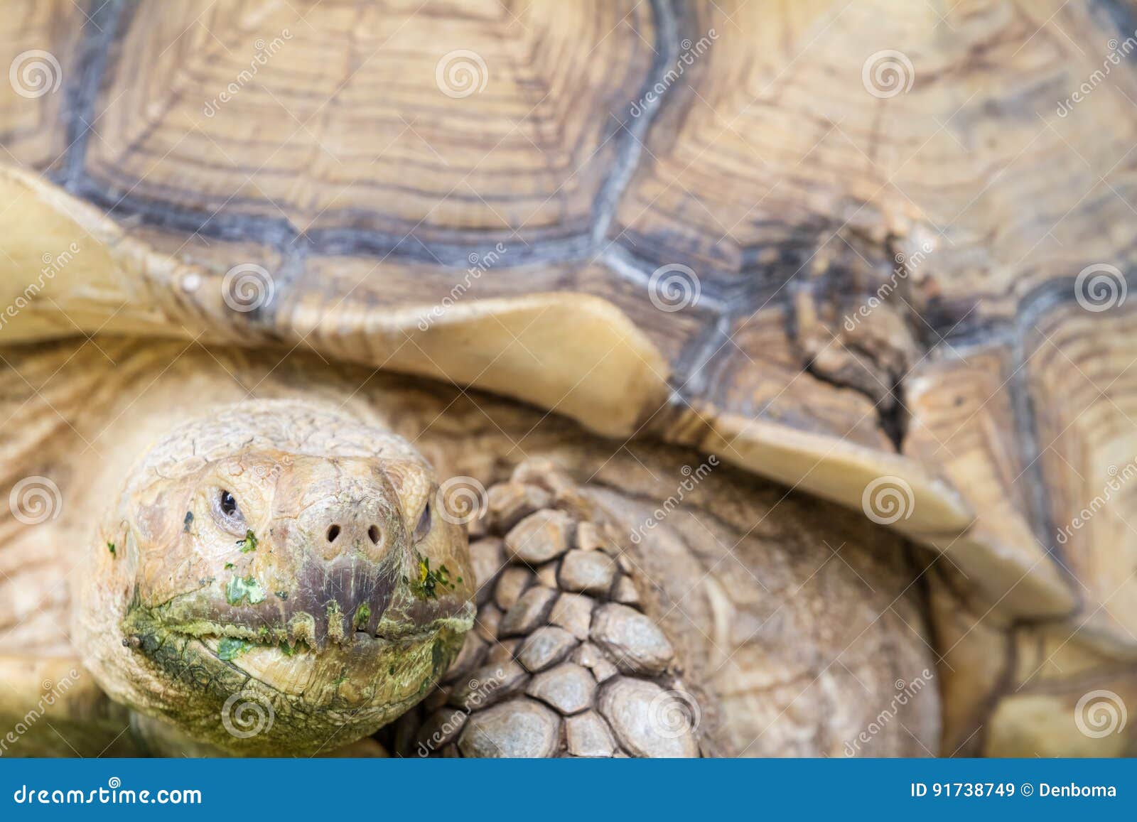 An big land turtle stock image. Image of environment - 91738749
