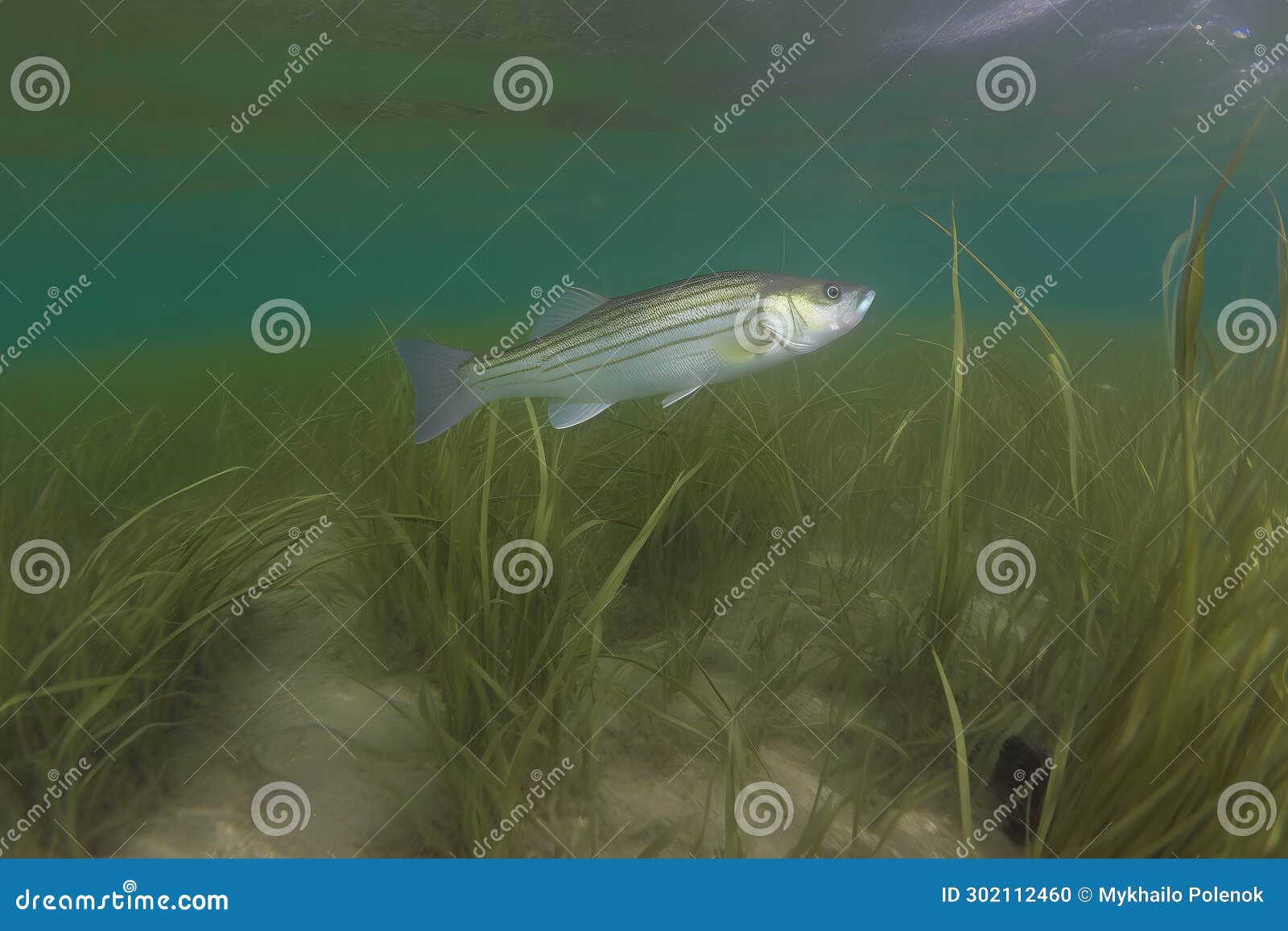 Big Largemouth Bass Fish. Neural Network AI Generated Stock Photo ...