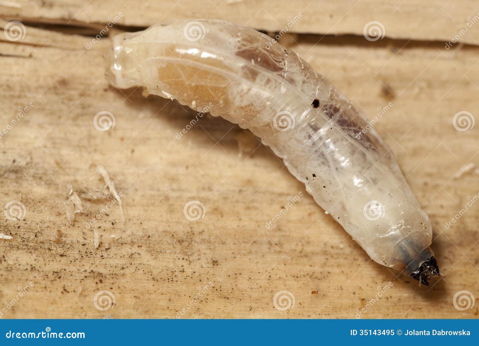 Big larva stock image. Image of tree, trunk, larva, chrysalis - 35143495