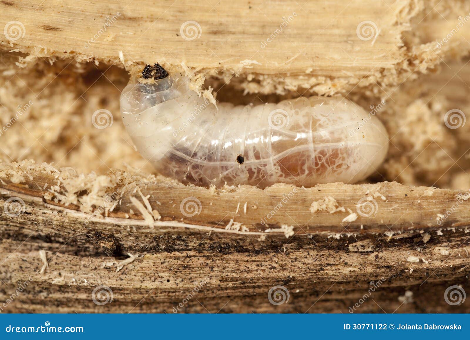 Big larva stock photo. Image of larva, animal, white - 30771122