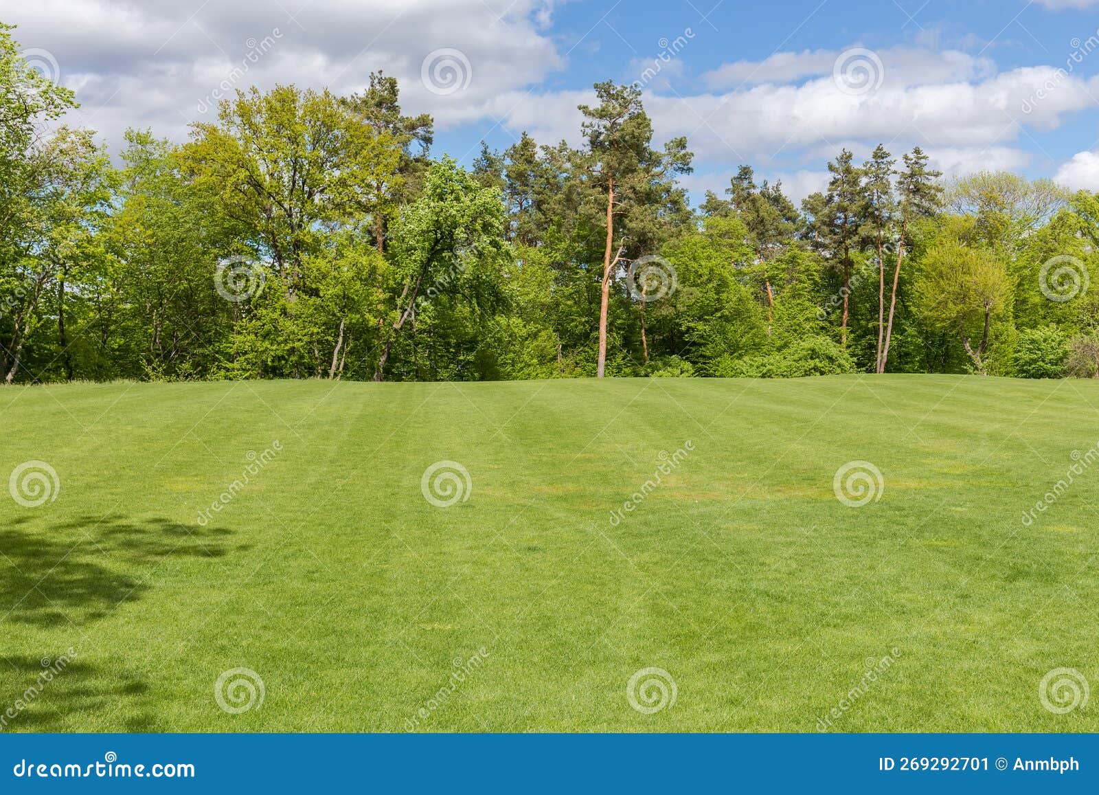 Big Lawn with Low Grass on Background of Different Trees Stock Image ...