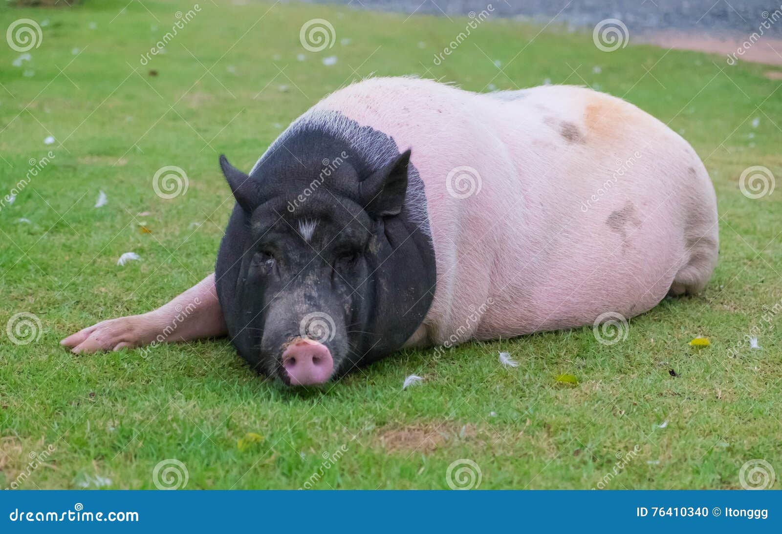 Big lazy pig lying on lawn stock photo. Image of meadow - 76410340