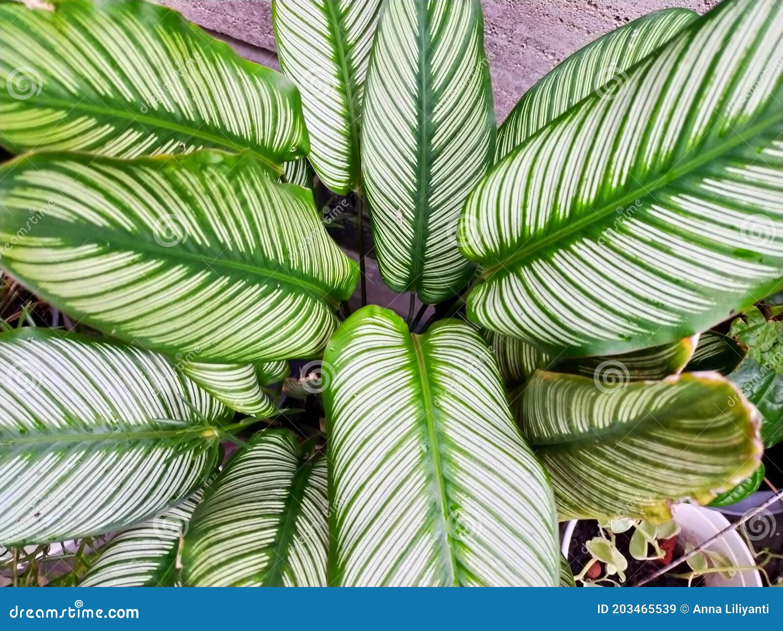 Big leaf Calathea stock image. Image of vegetation, calat - 203465539