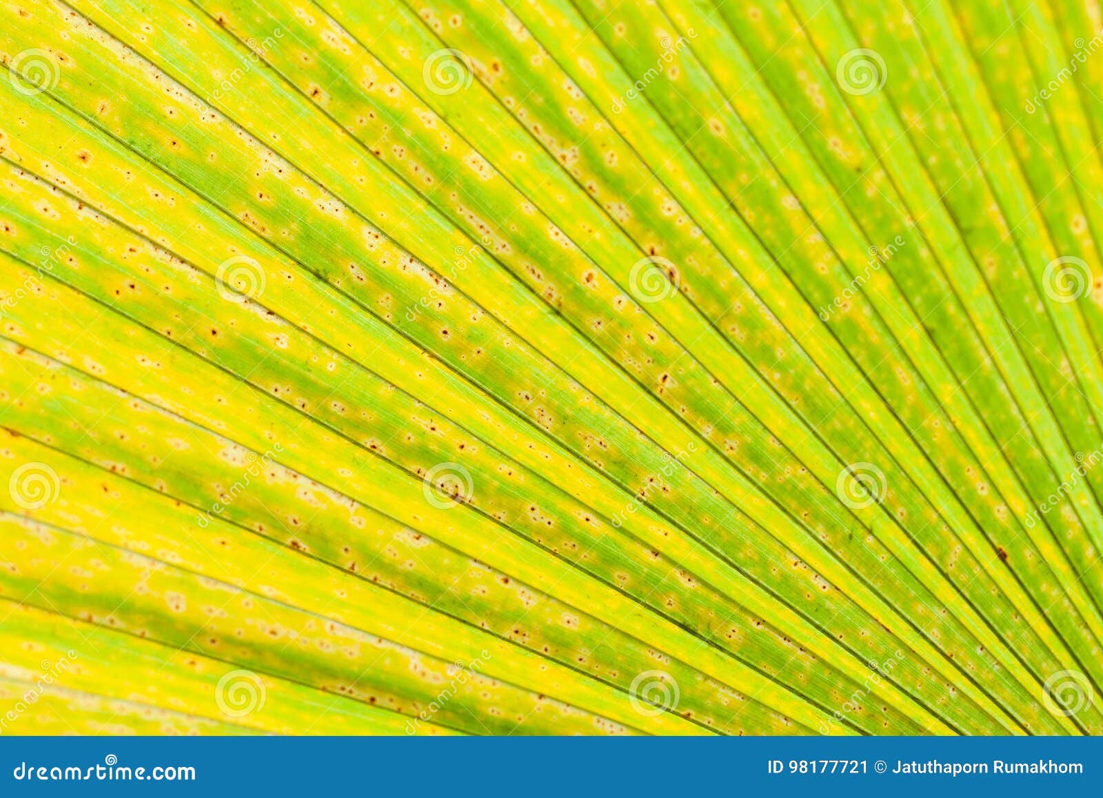 Big leaf. stock image. Image of branch, natural, garden - 98177721