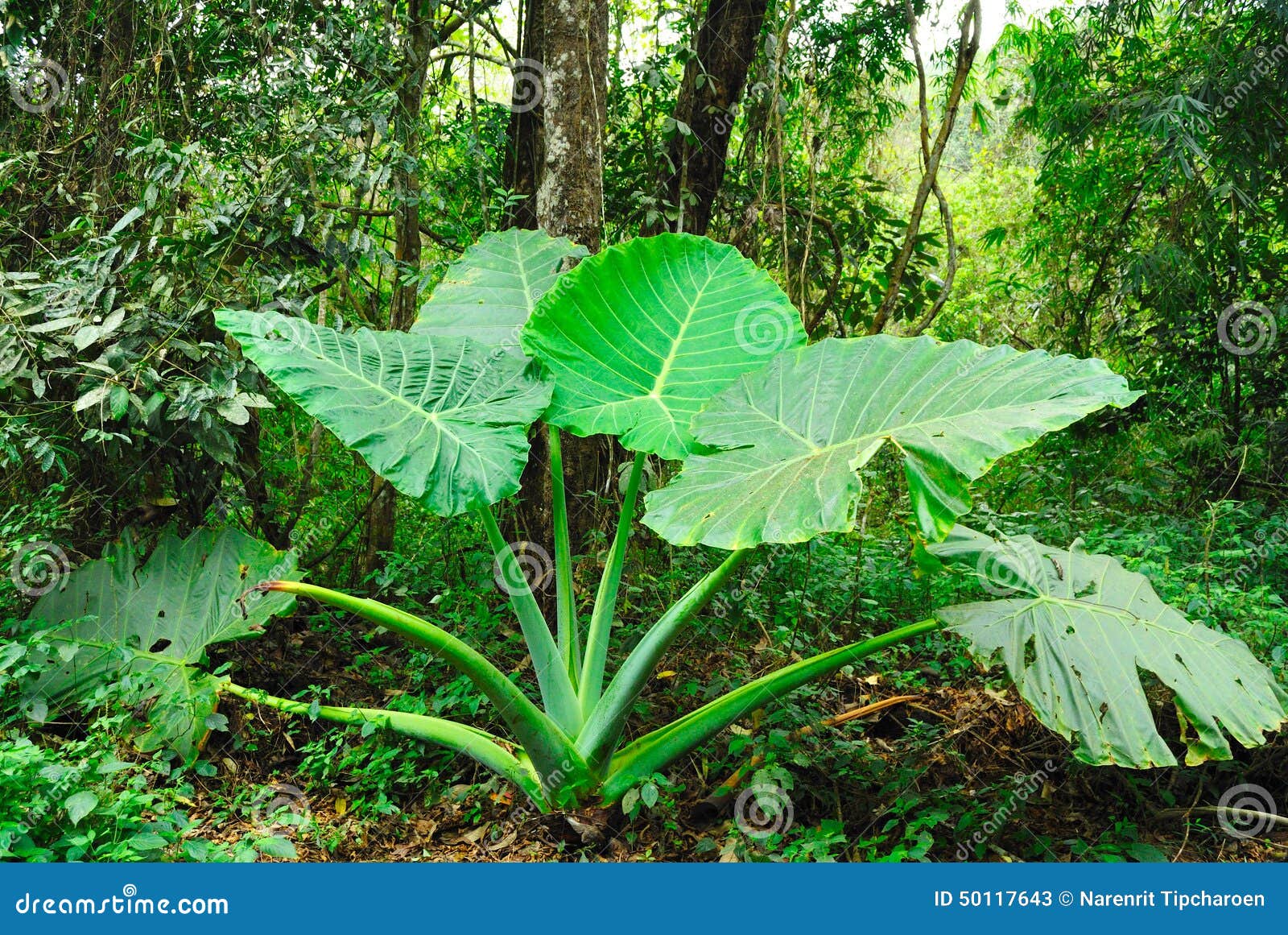 Big leaf stock image. Image of forest, vine, national - 50117643