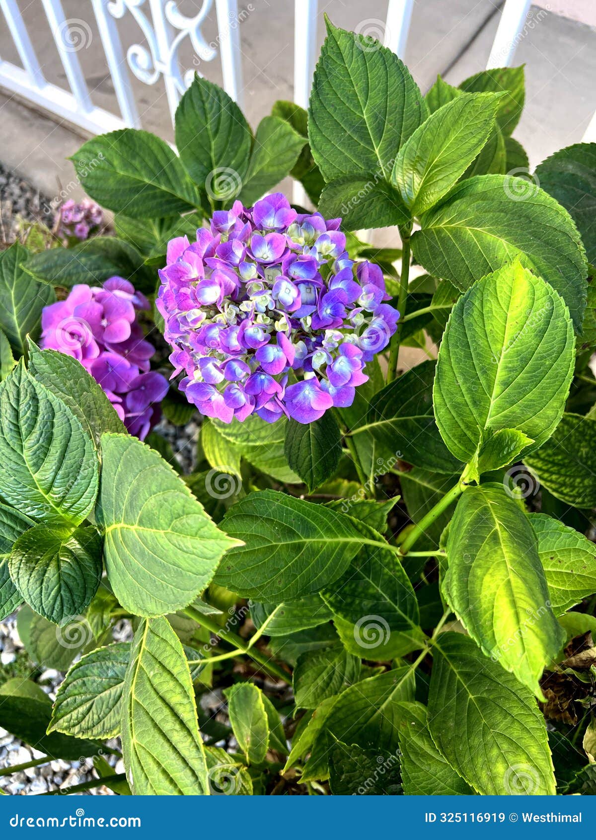 Big Leaf Hydrangea Hydrangea Macrophylla, Large Tetramerous Flower ...