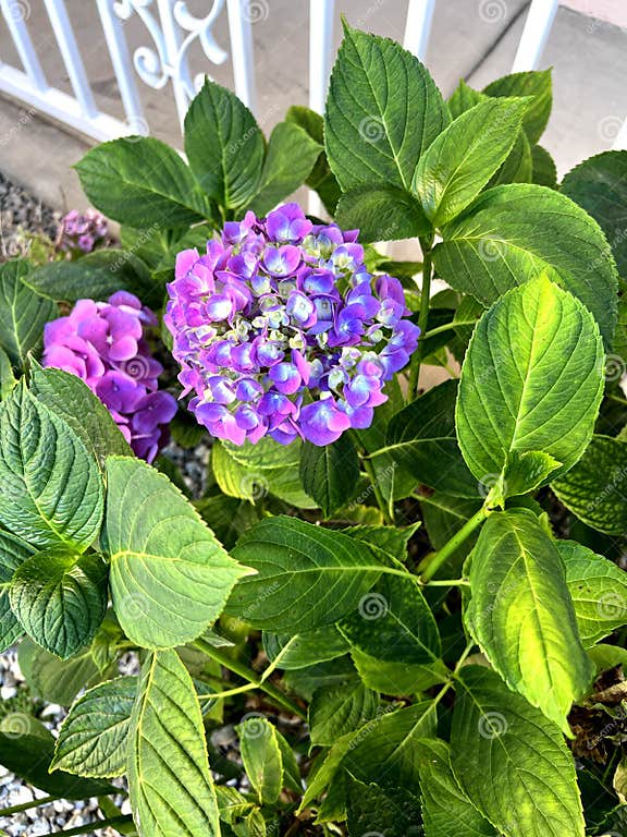 Big Leaf Hydrangea Hydrangea Macrophylla, Large Tetramerous Flower ...