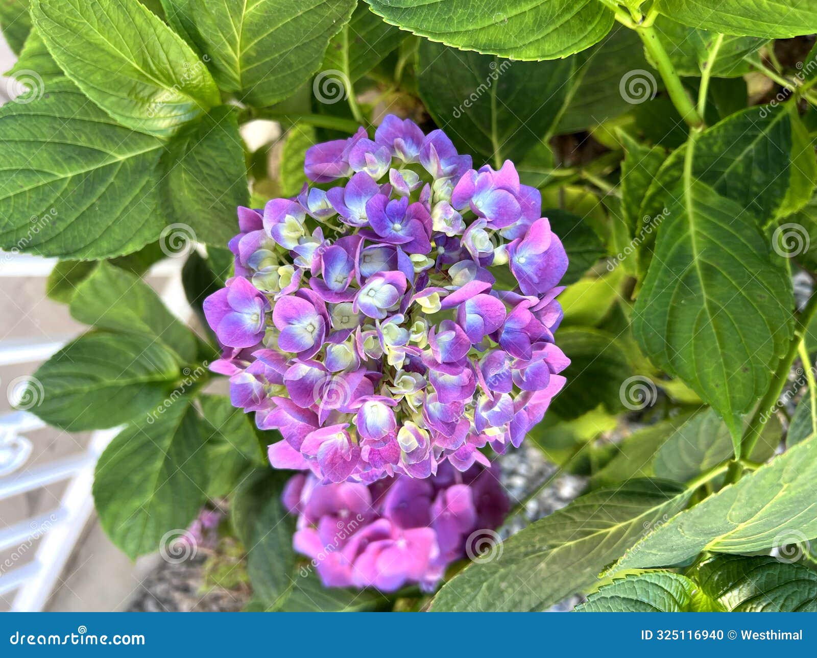 Big Leaf Hydrangea Hydrangea Macrophylla, Large Tetramerous Flower ...