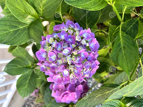 Big Leaf Hydrangea Hydrangea Macrophylla, Large Tetramerous Flower ...