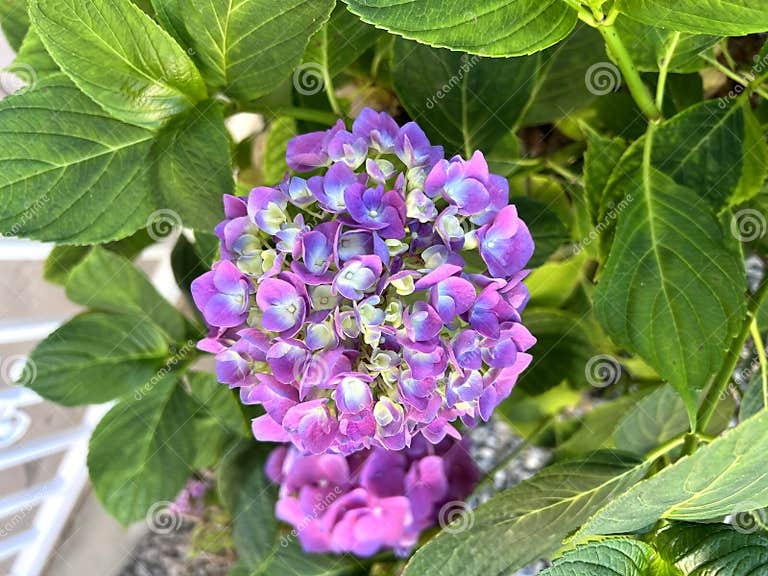 Big Leaf Hydrangea Hydrangea Macrophylla, Large Tetramerous Flower ...