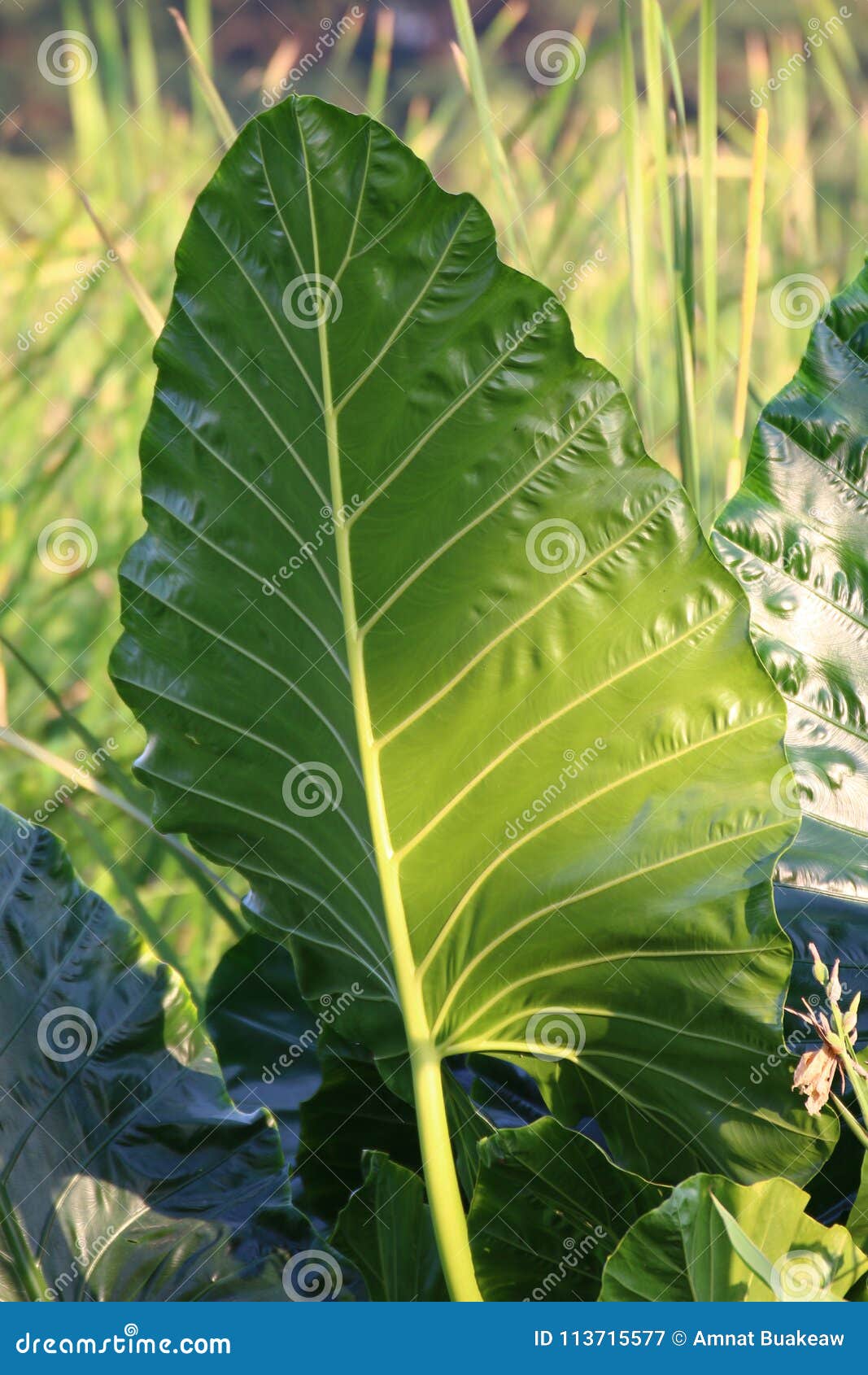 Big Leaf, Large Leaves Green in Forest, Leaves Close Up Stock Image ...