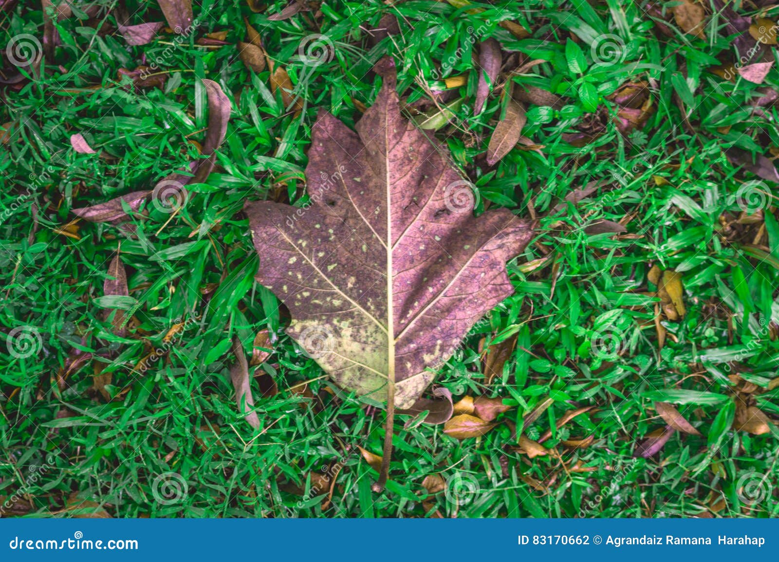 Big Leaf on Natural Grass Field Background Stock Photo - Image of ...