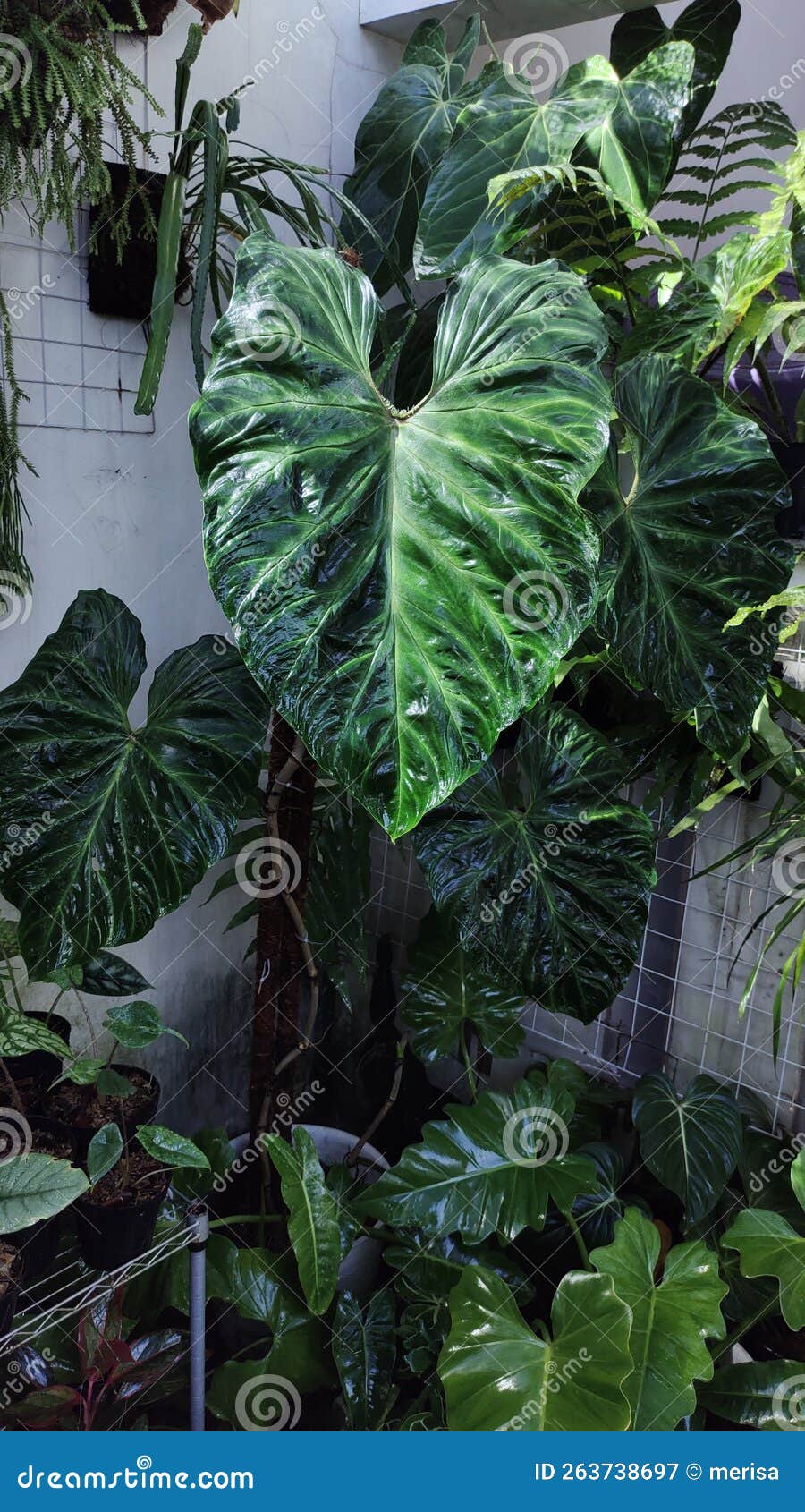 Big Leaf Philodendron Verrucosum Plant Stock Image - Image of ...