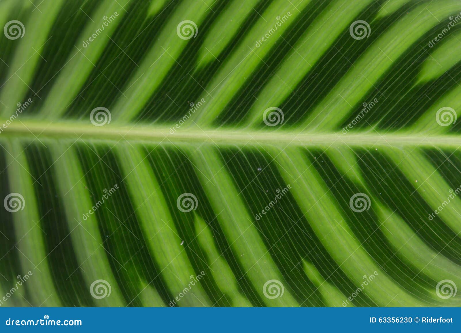 Big Leaf Texture As a Background Stock Photo - Image of bright ...