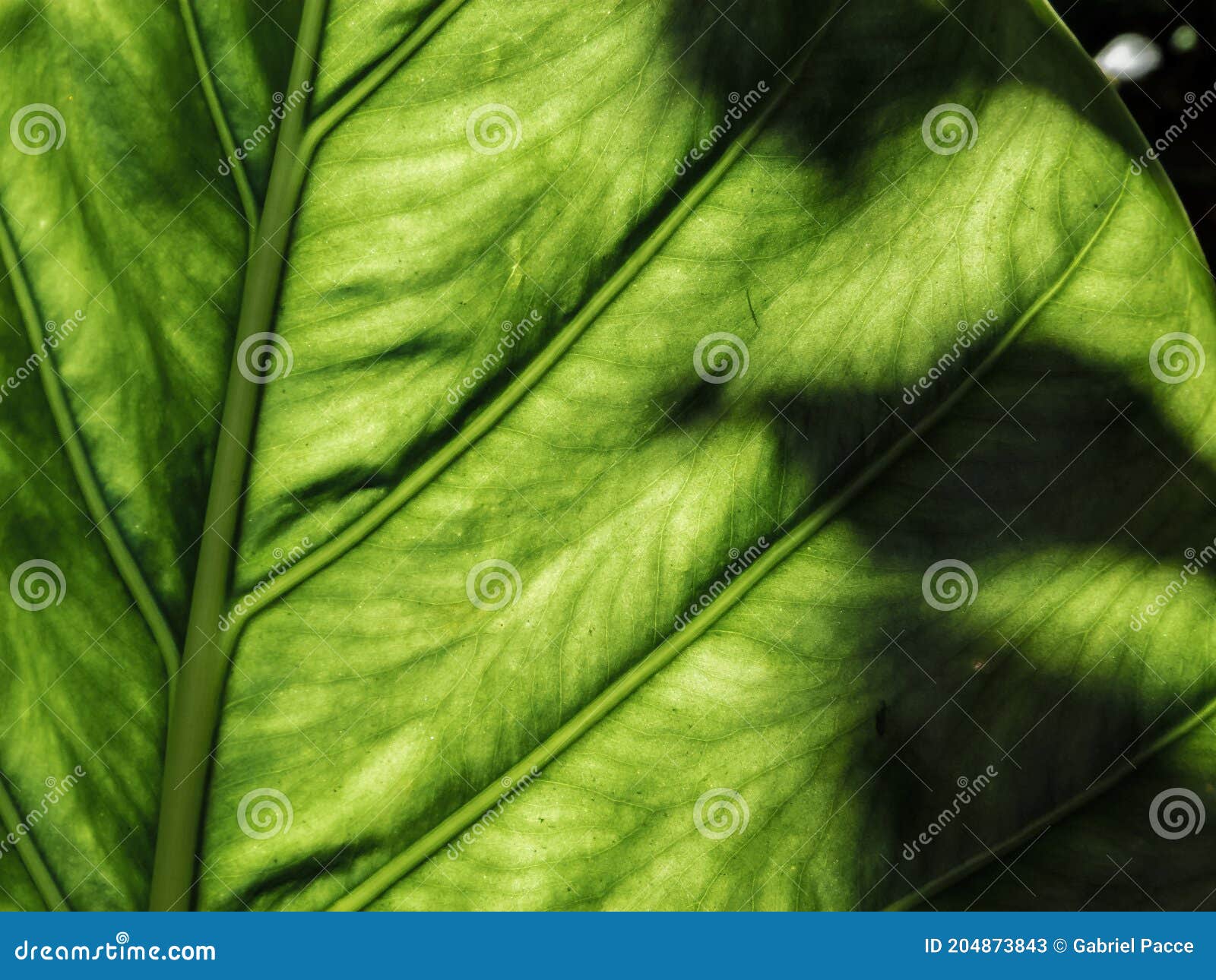 Big Leaf Texture, Backlited with the Sun Stock Image - Image of ...