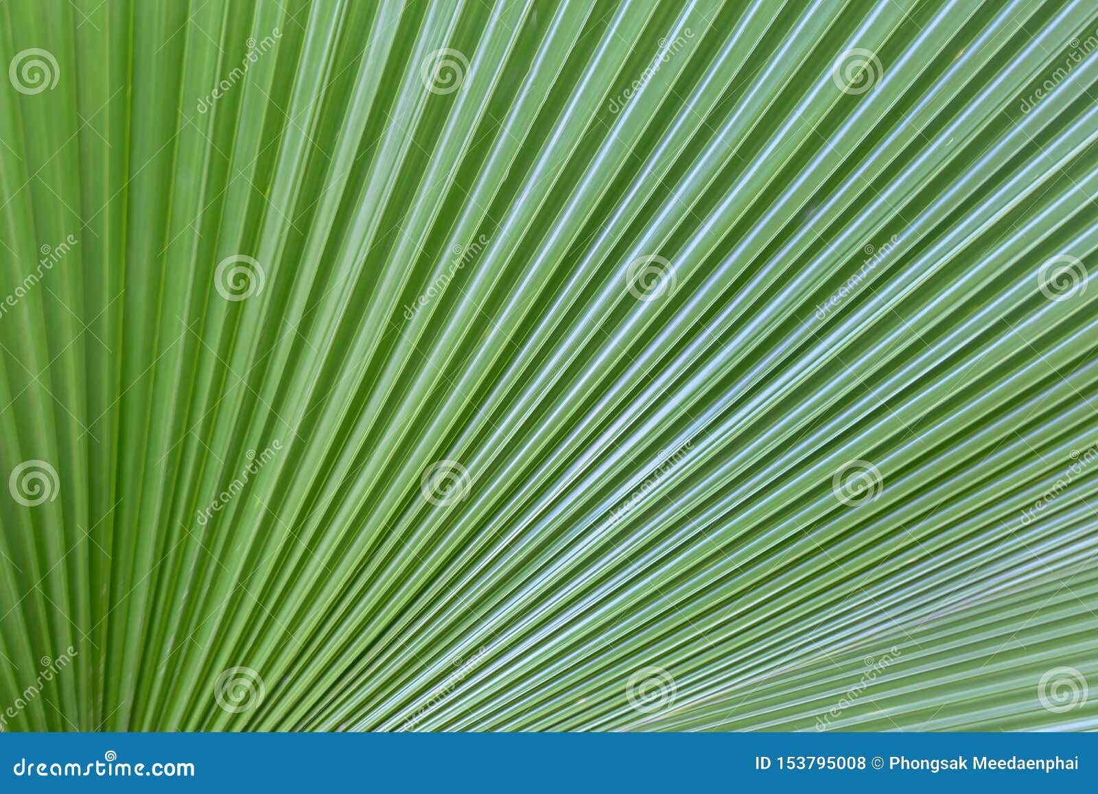 Big Leaf Tree Texture Background. Stock Photo - Image of abstract ...