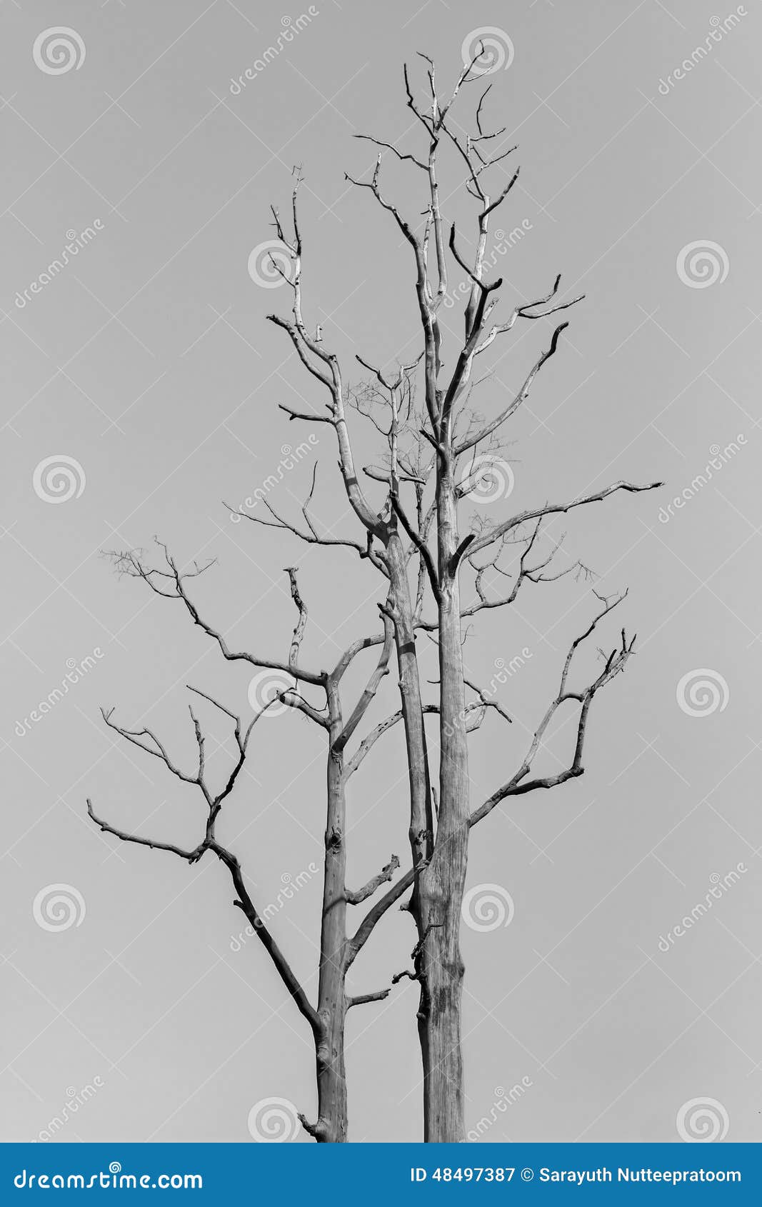 Big leafless tree stock image. Image of field, botany - 48497387