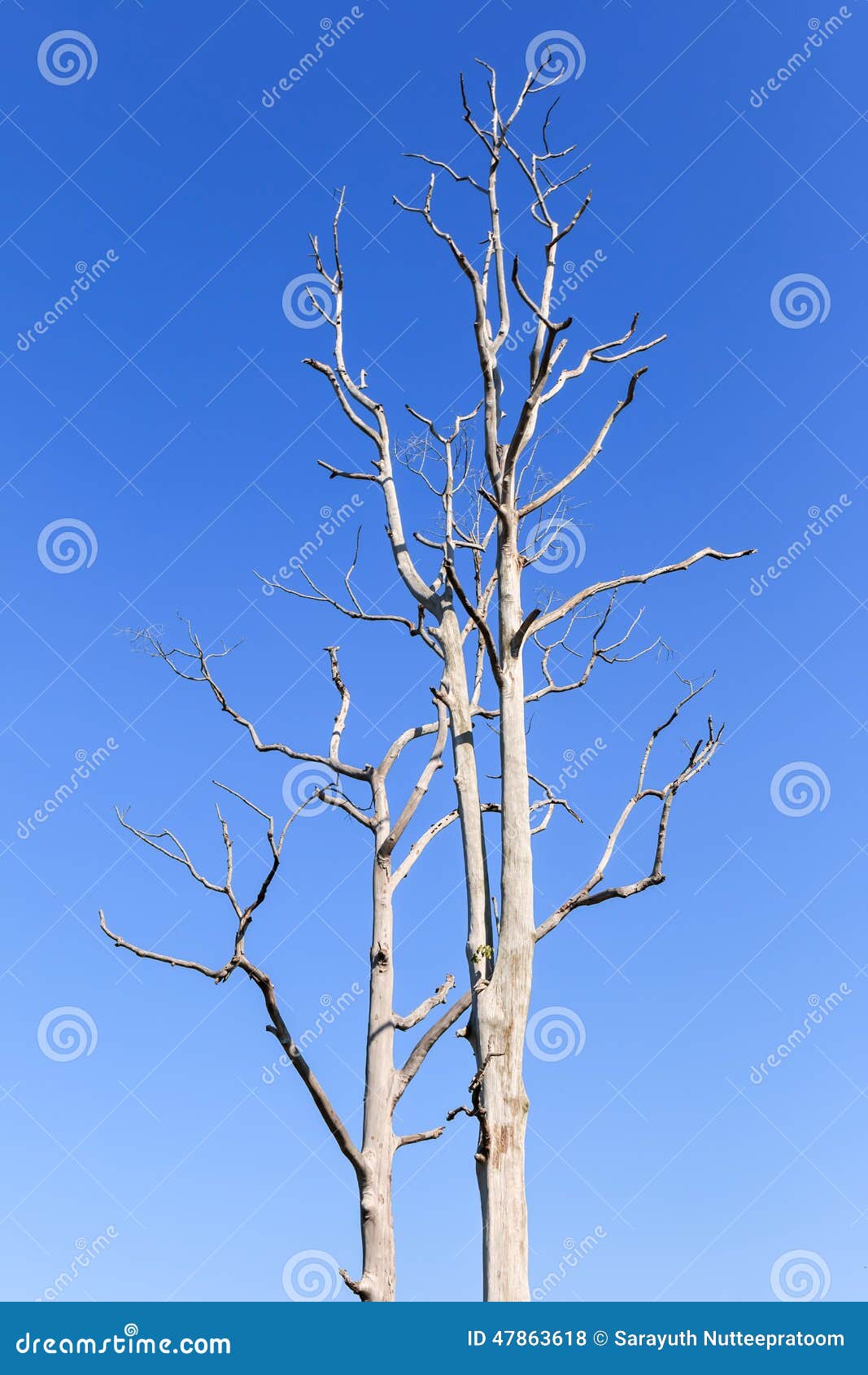 Big Leafless Tree on Blue Sky Background Stock Photo - Image of huge ...