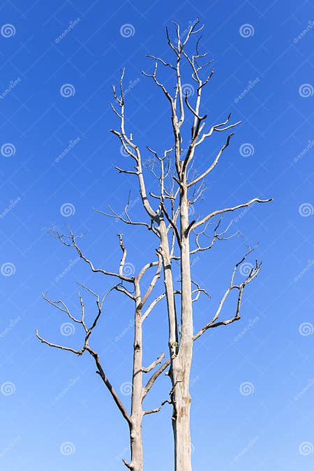 Big Leafless Tree on Blue Sky Background Stock Photo - Image of huge ...