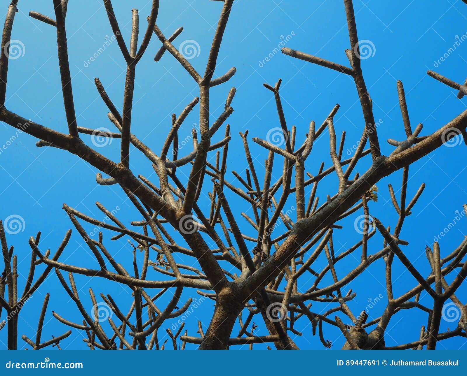 A Big Leafless Tree and Blue Sky Stock Image - Image of landscape ...